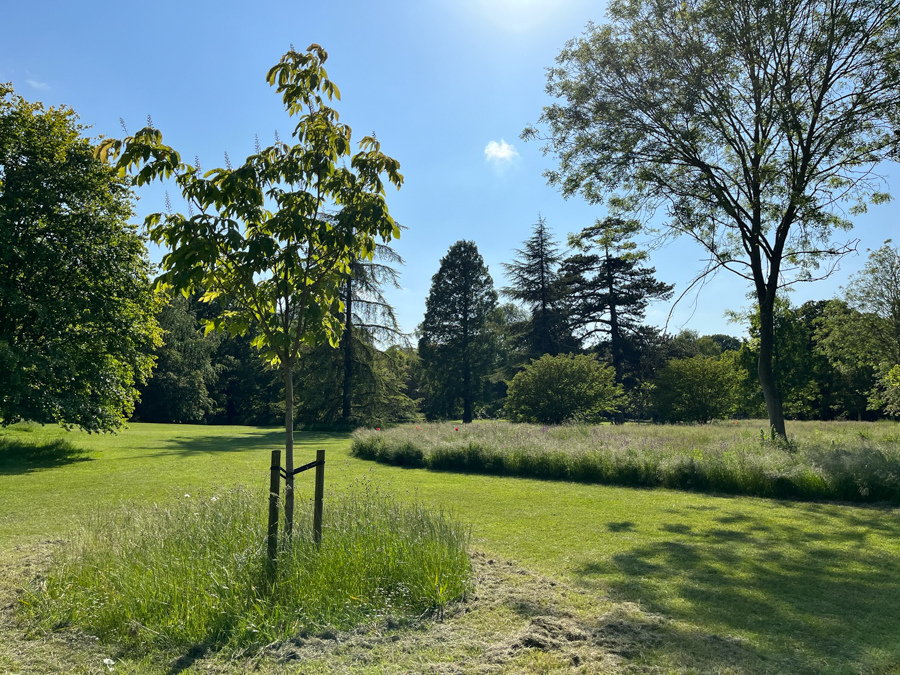 WEDDING INSPIRATION - Plant A Local Tree For Your Wedding